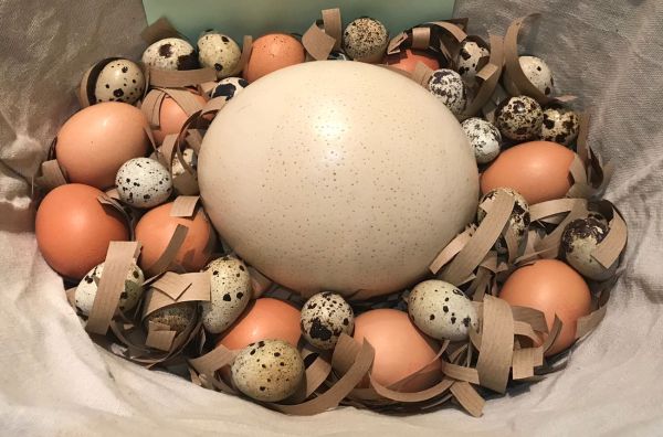 Svako jutro jedno jaje: prepeličje, pačje, nojevo ili neko drugo ...